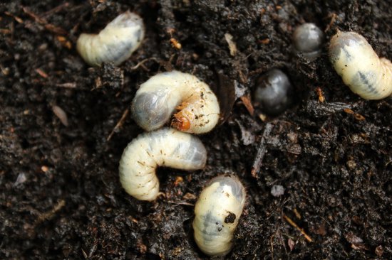 Bio Engerling Free 50m2 - Aaltjes voor het bestrijden van engerlingen ...