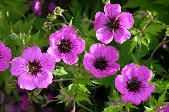 6x Ooievaarsbek (Geranium 'Pink Penny') | bol