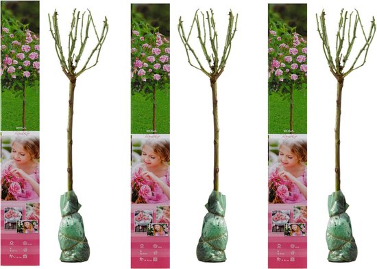 NatureNest - Mini stamroos - Meillandina Mini - Roze - 3 stuks - 55-70 ...