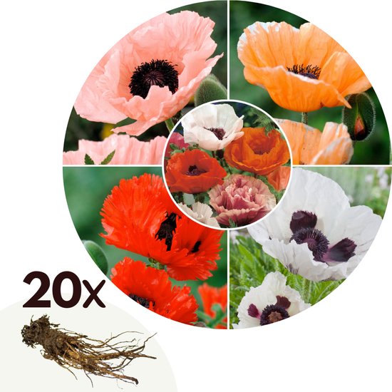 Plant in a Box - Papaver Orientale - Mix van 20 - Oosterse klaproos ...