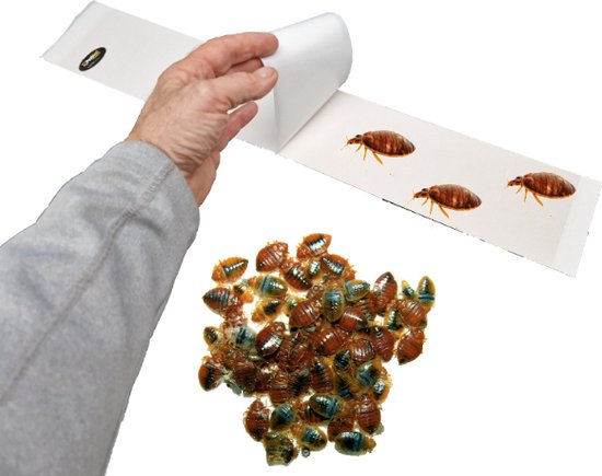 10 x Bedwants lijmval XL - PestiNext - Bedwantsen val - Bedwants vallen ...