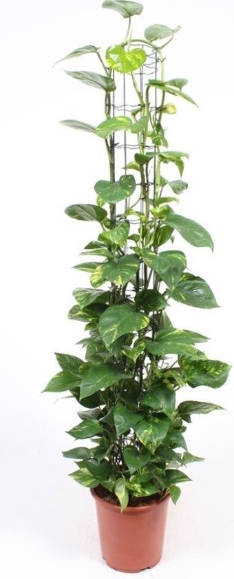 Groene plant – Epipremnum Pinnatum Aureum (Epipremnum Pinnatum Aureum ...