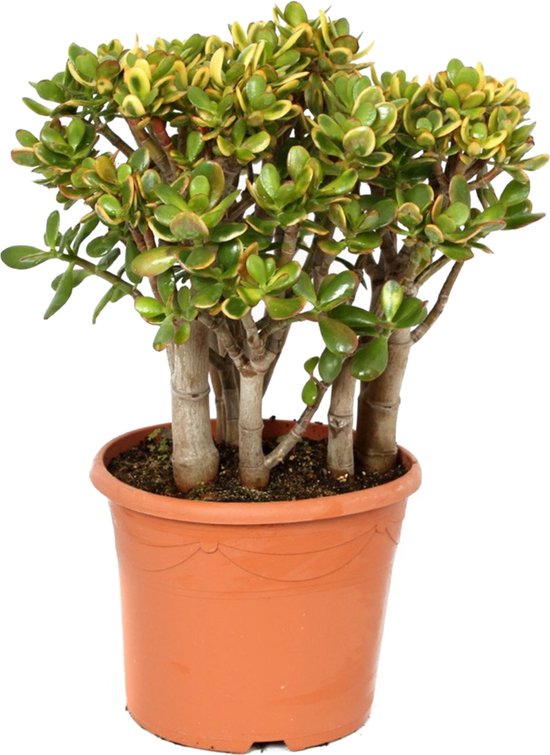 Plant in a Box - Crassula ovata Sunset - Vetplant - Kamerplant - Pot ...