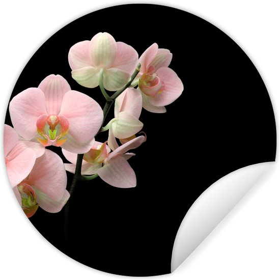 WallCircle - Muurstickers - Behangcirkel - Orchidee - Bloemen - Roze - Stilleven -... | bol