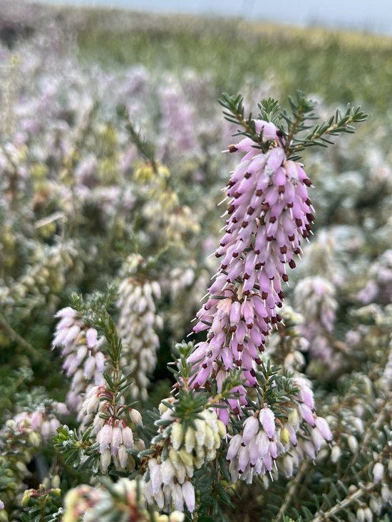 Winterheide Rood - 10 Stuks - Erica carnea 'December Red' - P9.5 ...