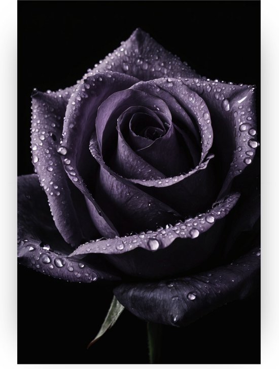 Paarse roos poster - Bloemen poster - Posters woonkamer - Wanddecoratie ...