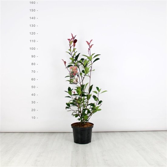Photinia fraseri 'Red Robin' C5 60-80 cm - Bloeiende plant - Makkelijk ...