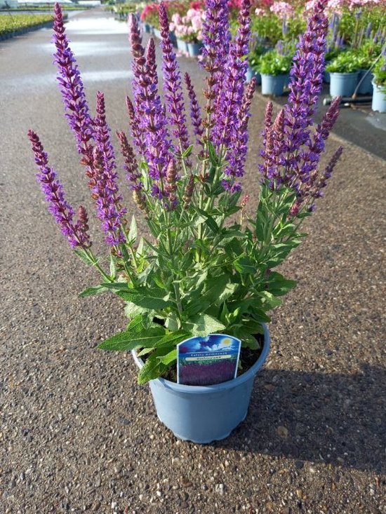 Salvia nemorosa 'Ostfriesland' - 2 liter pot | bol