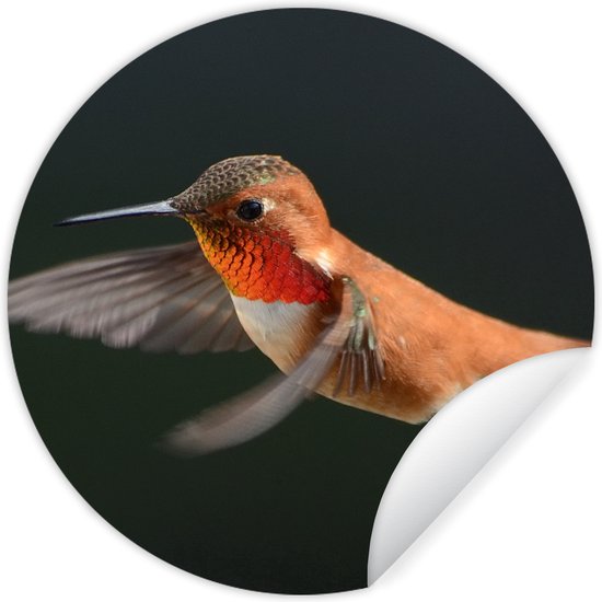 WallCircle - Muurstickers - Behangcirkel - Kolibrie - Vogel - Veren - Zwart - 100x100... | bol