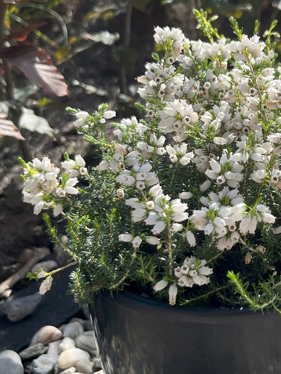 Dopheide Wit - 6 Stuks - Erica cinerea 'Alba' - 1.5L | bol