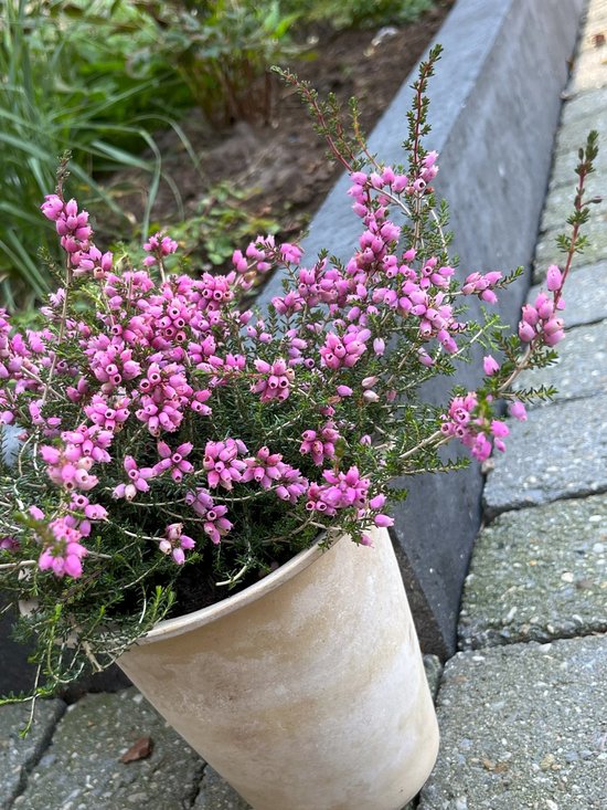 Dopheide Paars - 10 Stuks - Erica cinerea 'Pallas' - P9.5 - Plant ...