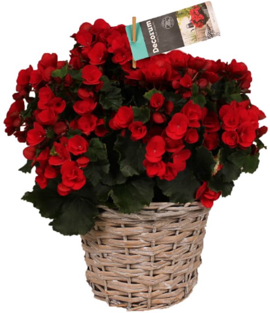 Groen&Bloeiend - 2 stuks - Begonia Betulia Rood - Kamerplant ...