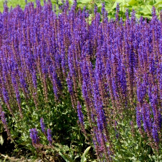 Salvia Nemorosa 'Ostfriesland' - Salie - Wortelgoed - 5 stuks | bol