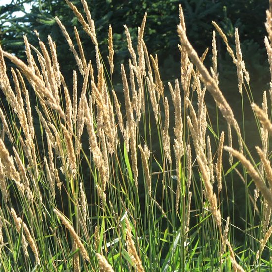12 x Ammophila Arenaria - Helmgras pot 9x9cm - een populaire keuze voor ...