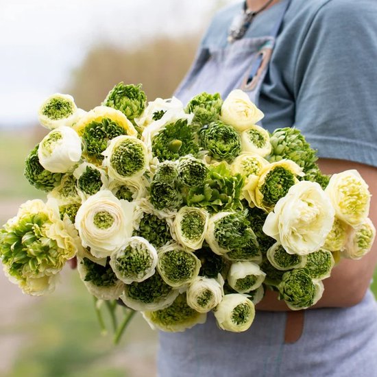 Bulbs by Brenda | Ranunculus Super Green White 10 stuks | ranonkel ...