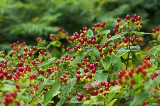 Set van 3 | Hypericum inodorum 'Excellent Flair' - 1.3 liter pot - 30-40 cm | bol