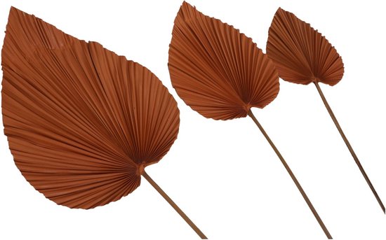 HSM Collection-Decoratief Palmblad S/4-120x43x1-Cognac/Naturel-Palmblad ...