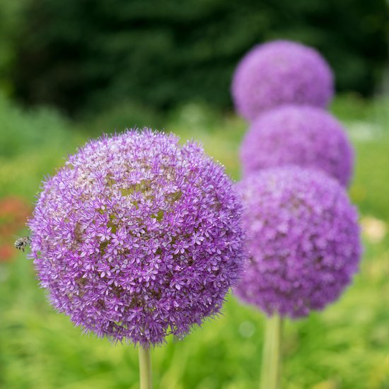 3 Allium Millenium - Bloeiende Tuinplanten - Paars - Vaste Plant ...