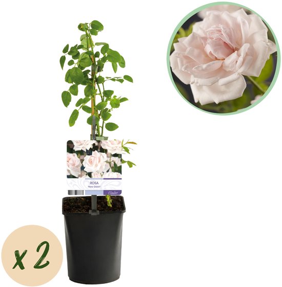 Tuinplantenshop.com | Klimroos - Rosa New Dawn - Bloem Licht roze ...