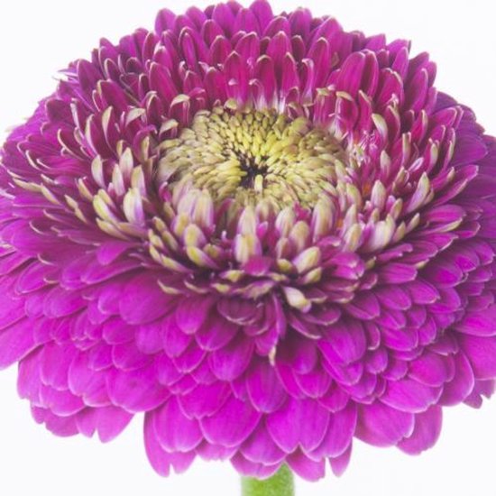 60x Germini pomponi japio 40cm | bol