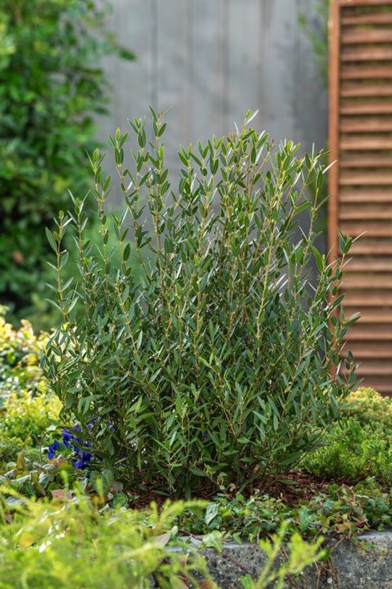 Plants Online - Tuinplanten - Heesters - Set van 1 - Phillyrea ...