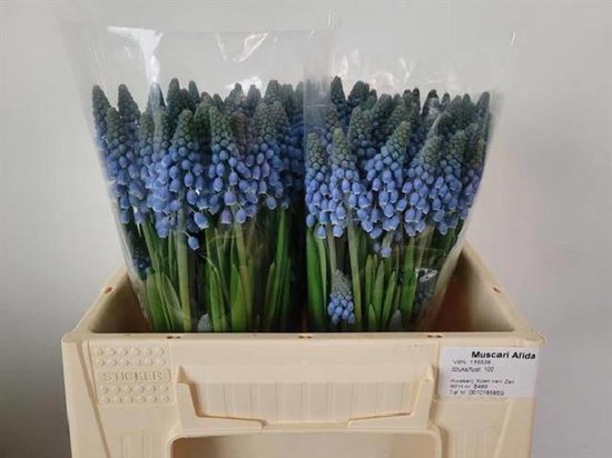 DutchFlowers - Boeket - 50x Muscari alida 30cm | bol