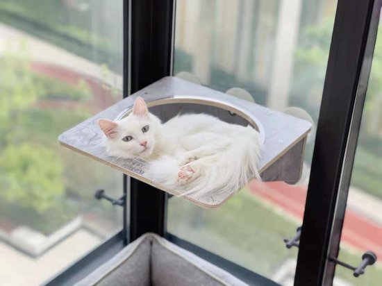 Joy Cat Raambed - Ligplek voor kat - Transparant - Met zuignappen ...