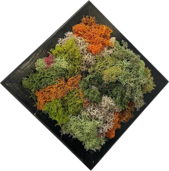 Mos wandpaneel zwart met rendiermos oranje, naturel, mint groen ...