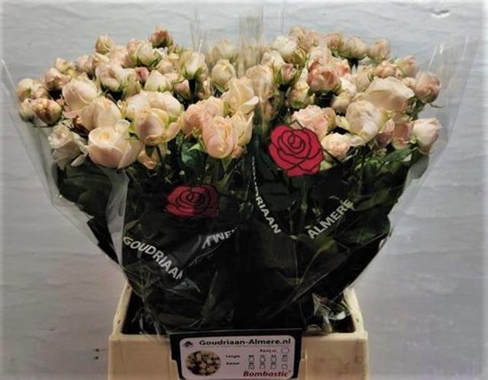 10x Rosa bombastic 50cm | bol