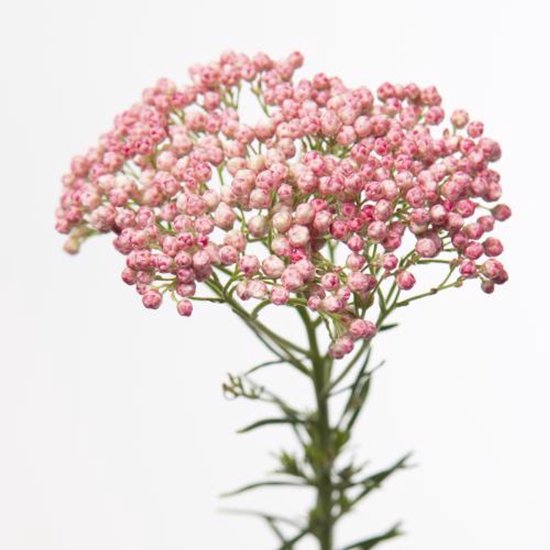 10x Ozothamnus victoria pink 60cm | bol