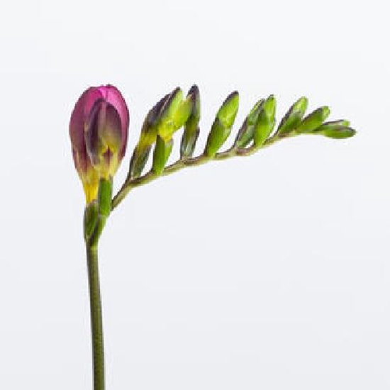 50x Freesia intense 50cm | bol
