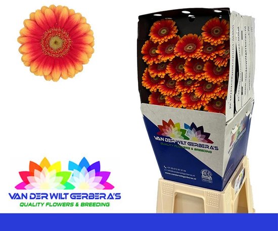 20x Germini juanita 70cm | bol