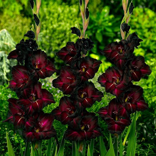 Dutch Bulbs Gladiolen - Bloembollen - 10 stuks - Zwart - Bloem bollen ...