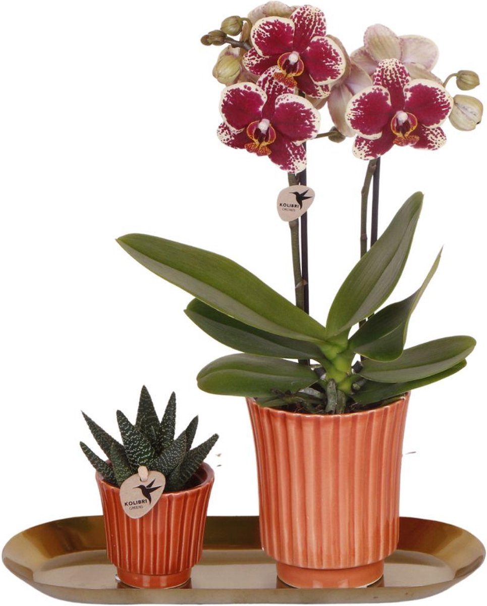 Kolibri Company - Set van geel rode orchidee en Rhipsalis op gouden ...