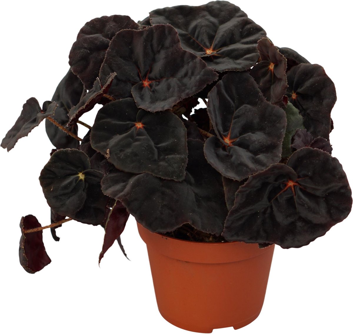 Bégonia Rex Conga 25cm | bol