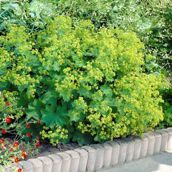 6 x Vrouwenmantel Geel|Groen - Vaste Plant Winterhard - Alchemilla ...
