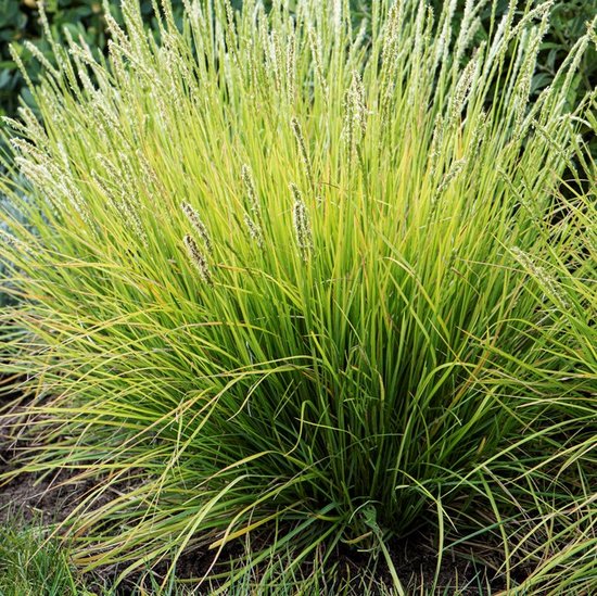25 x Hoog Blauwgras Groen - Wintergroen Siergras - Sesleria autumnalis ...
