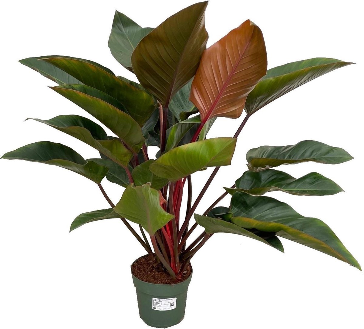 Groene plant – Philodendron (Philodendron) – Hoogte: 100 cm – van ...
