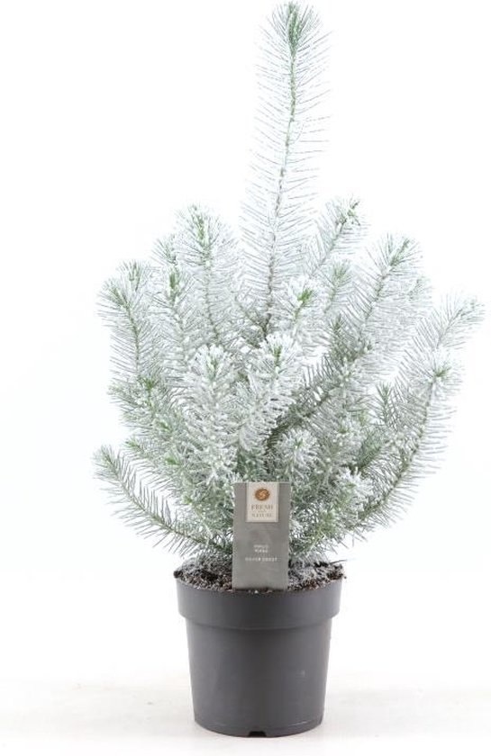 Naaldboom – Den (Pinus) – Hoogte: 50 cm – van Botanicly | bol