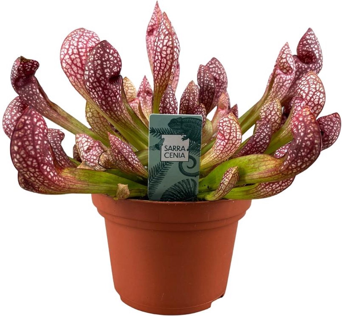 Vleesetende plant – Sarracenia Scarlet Belle (Sarracenia Scarlet Belle ...