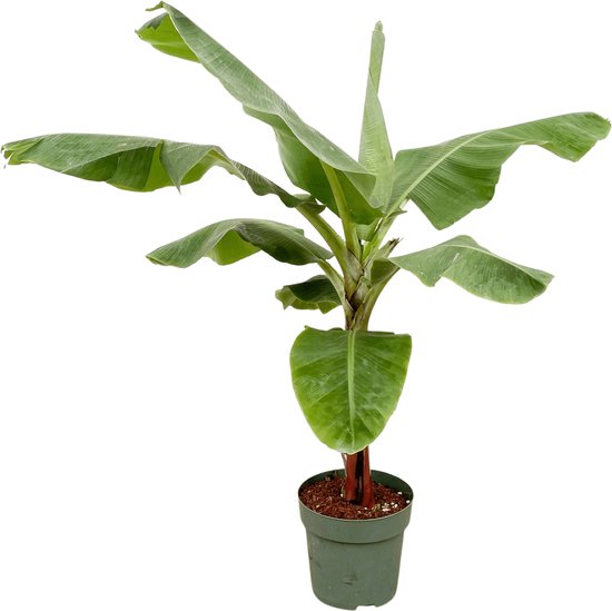 Bananenplant – Bananen plant (Musa) – Hoogte: 150 cm – van Botanicly | bol