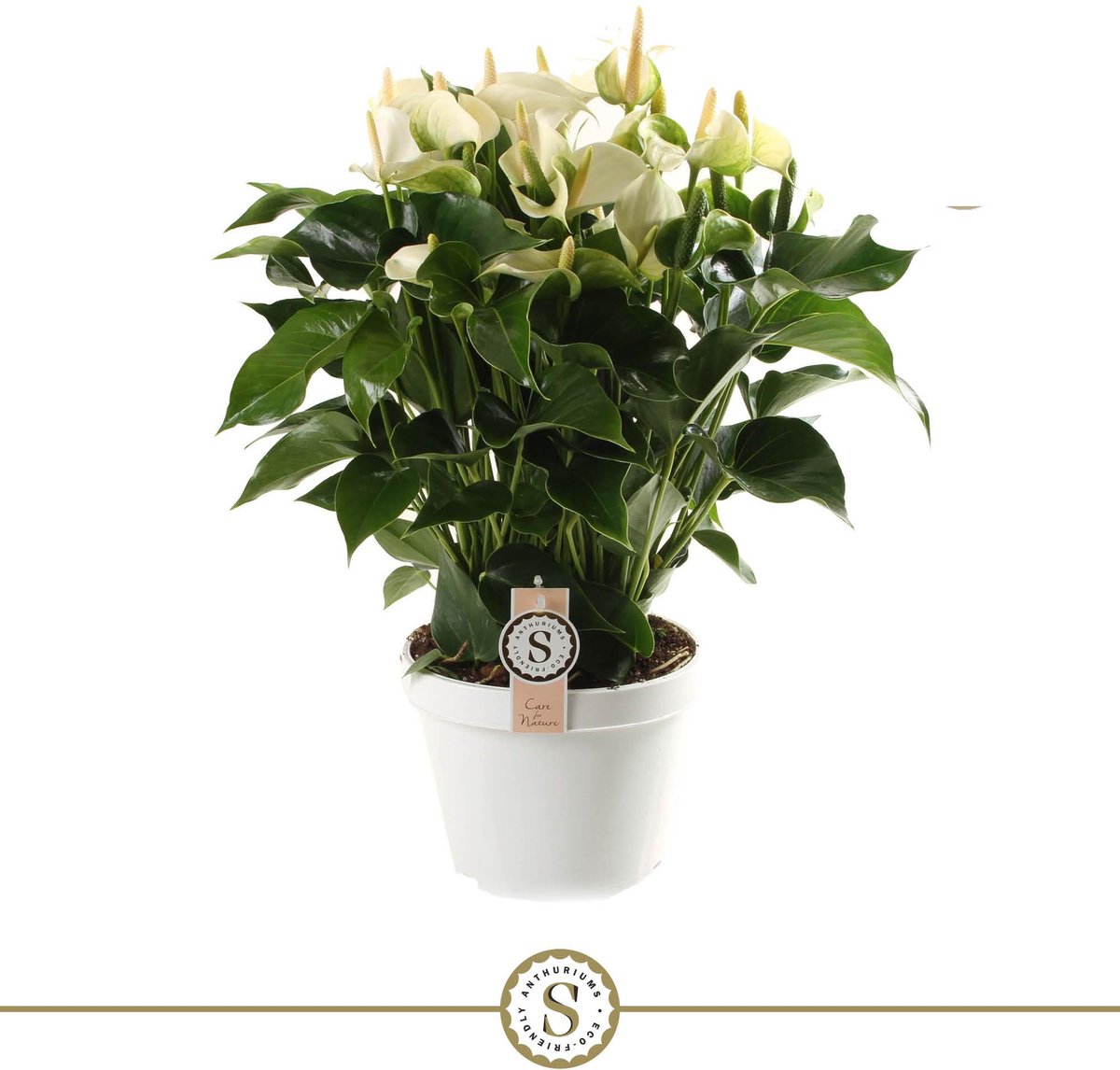 Groene plant – Flamingoplant (Anthurium) met bloempot – Hoogte: 65 cm ...