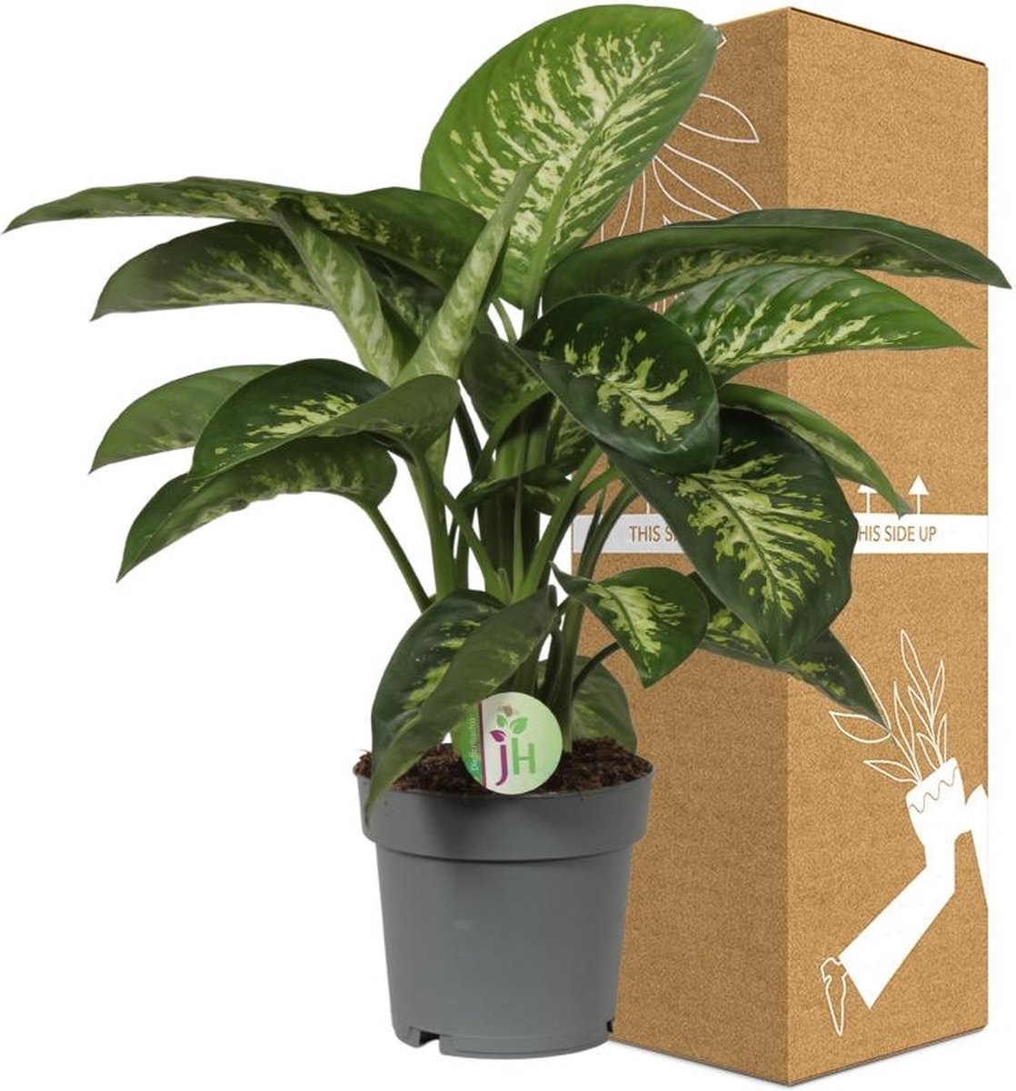Groene plant – Dieffenbachia Mars (Dieffenbachia Mars) – Hoogte: 60 cm ...