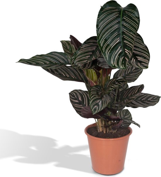 Calathea – Marantaceae (Calathea Ornata) – Hoogte: 75 cm – van ...