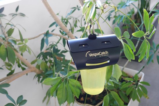 VespaCatch Value Pack, 2 vallen en 25 sticks 10ml lokstof voor ...