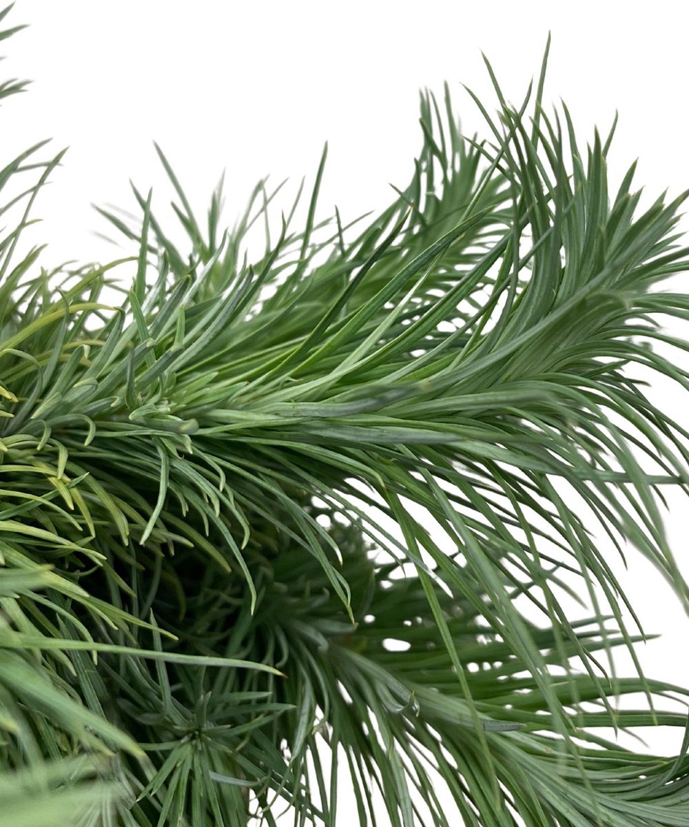 Dwerglarix - Larix kaempferi Blue Dwarf op stam | bol