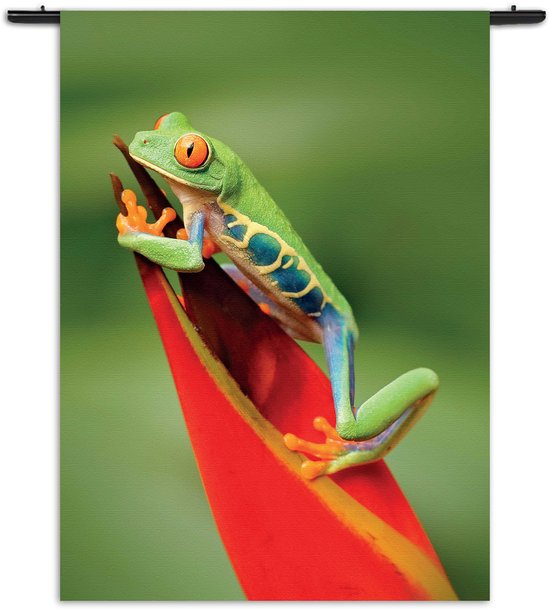Velours Wandkleed Roodoog Boomkikker Rechthoek Verticaal S (85 X 60 CM ...