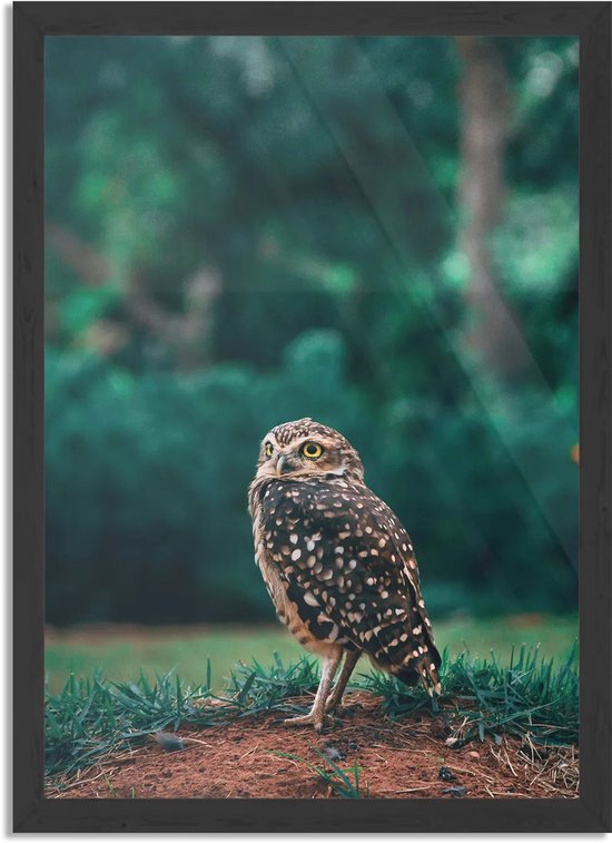 Poster Uil In De Natuur Rechthoek Verticaal Met Lijst XL (50 X 70 CM ...