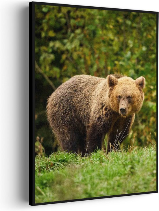 Akoestisch Schilderij De Beer Tussen Het Groen Rechthoek Verticaal Pro ...