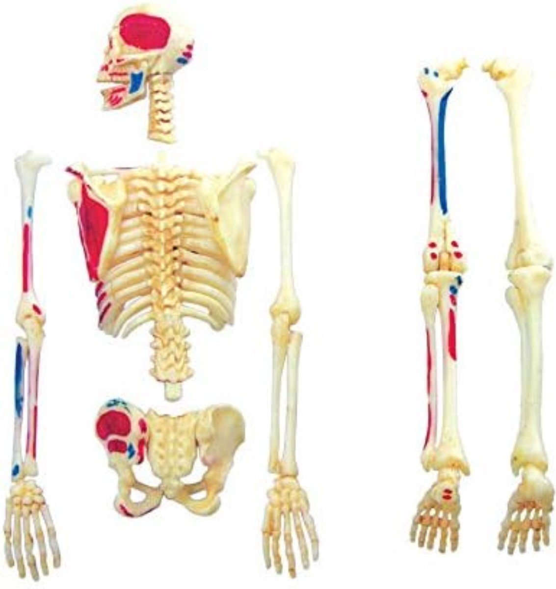 Anatomie Model - Anatomisch Model - Anatomisch Skelet | bol